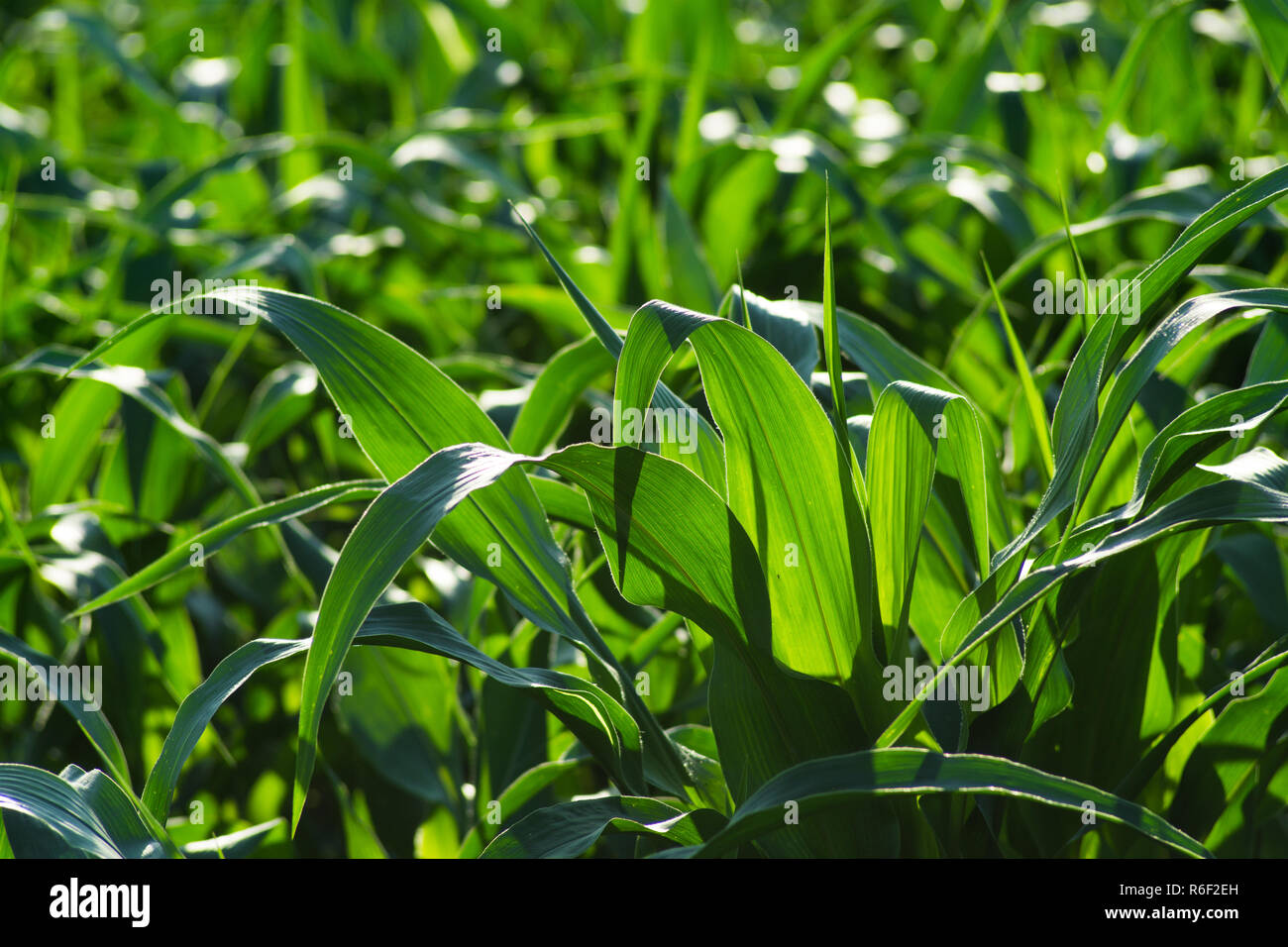 The green corn flush shows the health of the strong corn Stock Photo ...