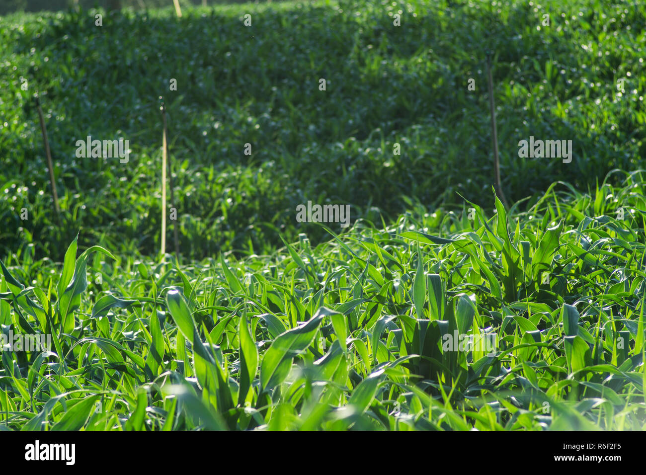 Strong flush hi-res stock photography and images - Alamy