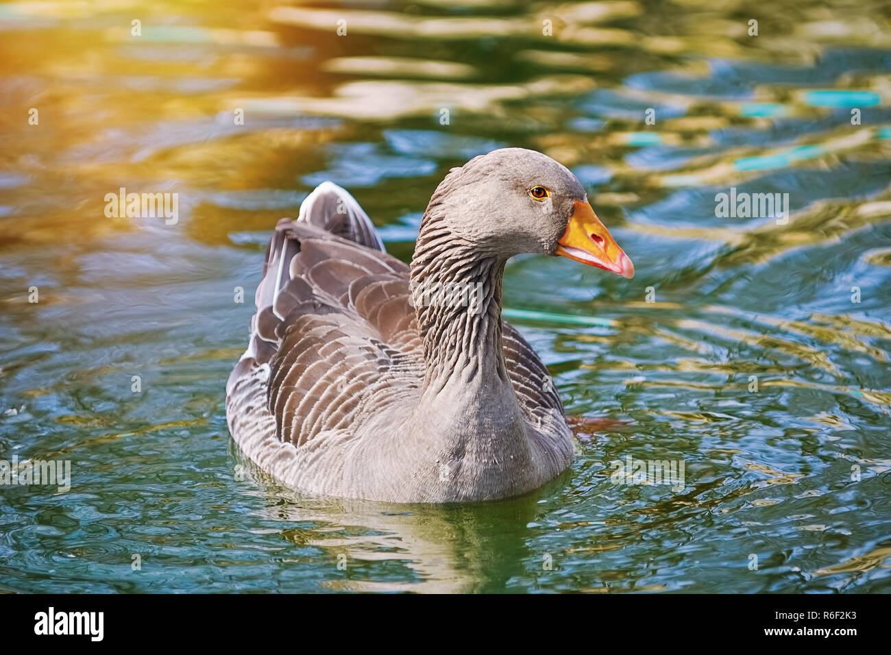 Goose in the Pond Stock Photo - Alamy
