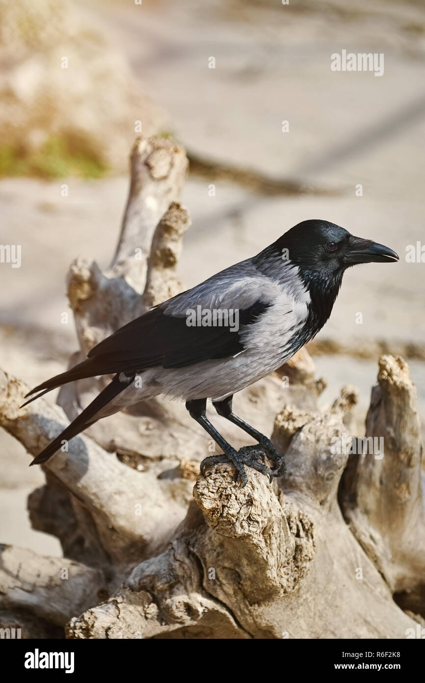 Crow on stage hi-res stock photography and images - Alamy