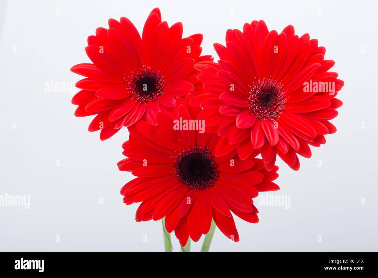 Nice red daisy flower hi-res stock photography and images - Alamy