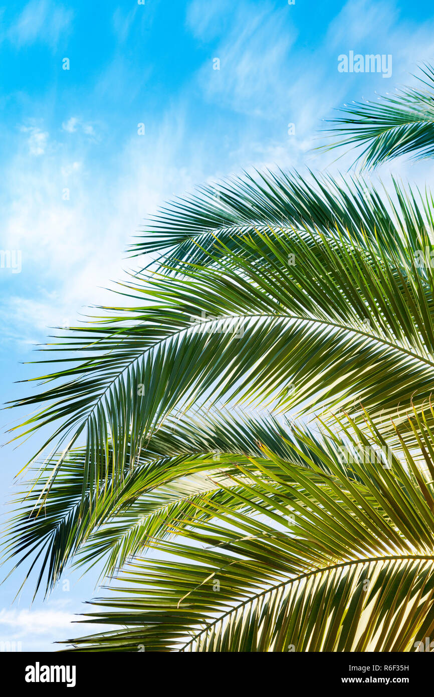 Coconut tree leaves Stock Photo - Alamy