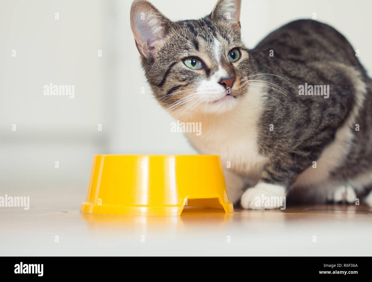Cat eating at home Stock Photo - Alamy