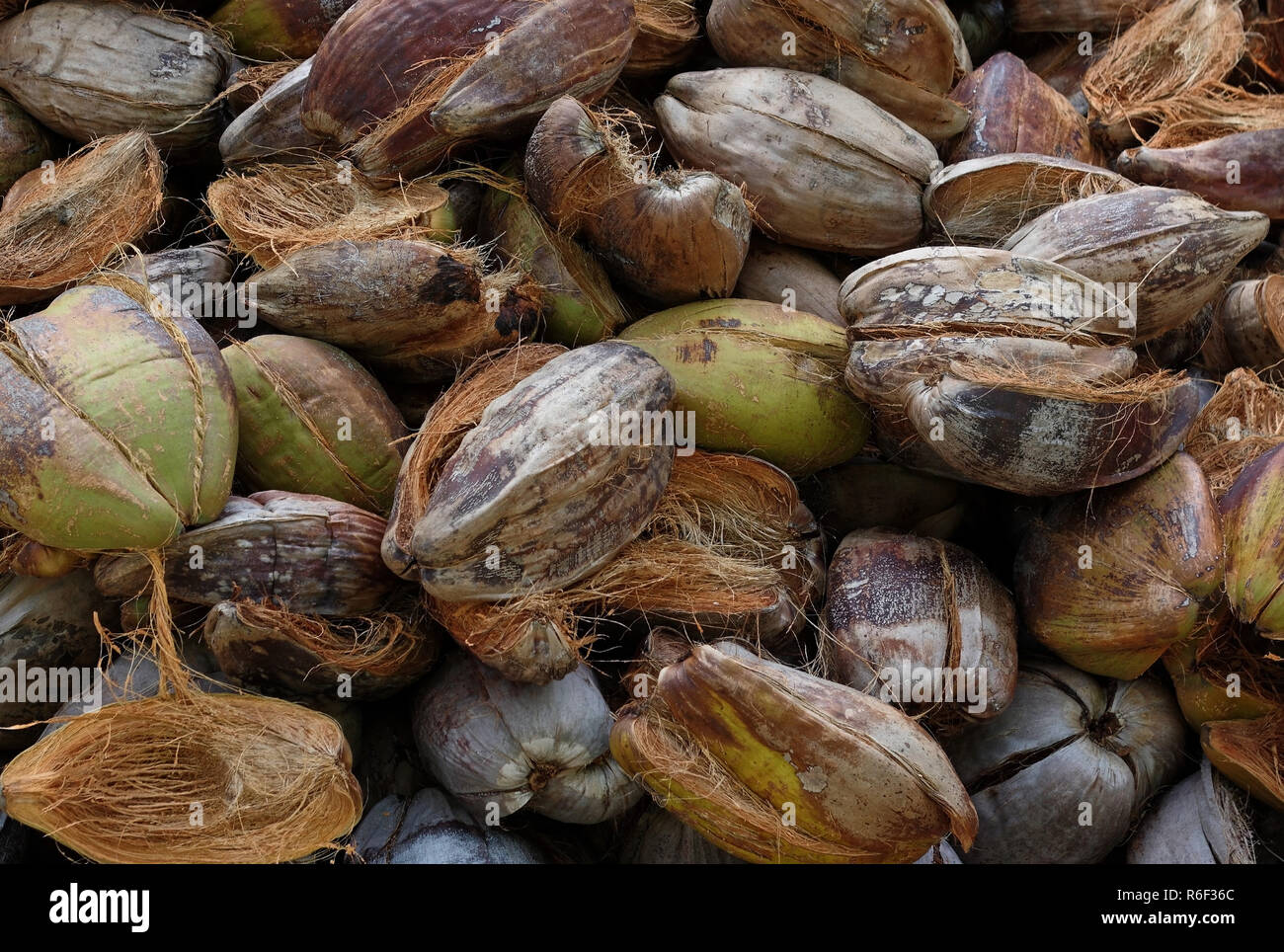 Heap of opened outer fibrous husks of the coconut Stock Photo - Alamy