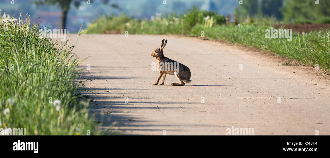 Hare on a road hi-res stock photography and images - Alamy