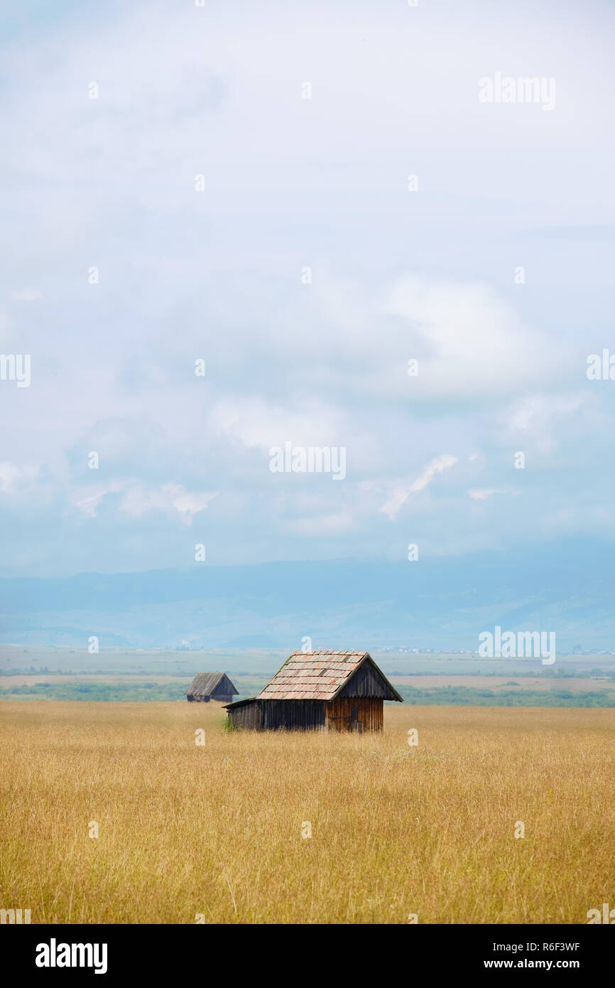 Little wheat grass hi-res stock photography and images - Alamy