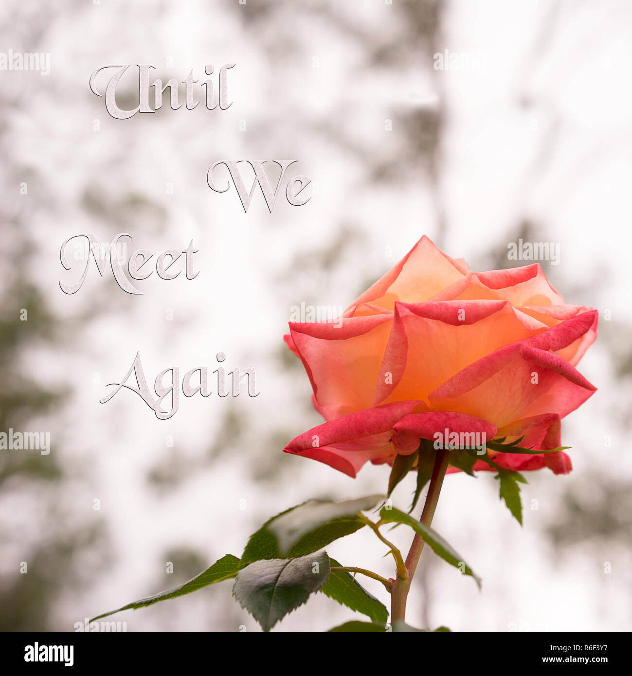 Rose Flower on Sympathy Card square background Stock Photo - Alamy