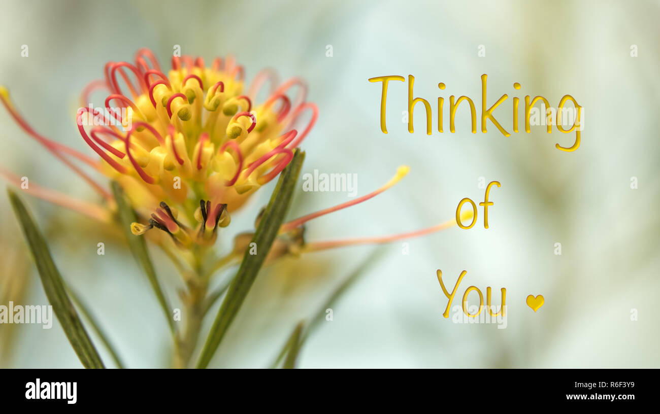 Condolence card for a sad occasion Stock Photo - Alamy