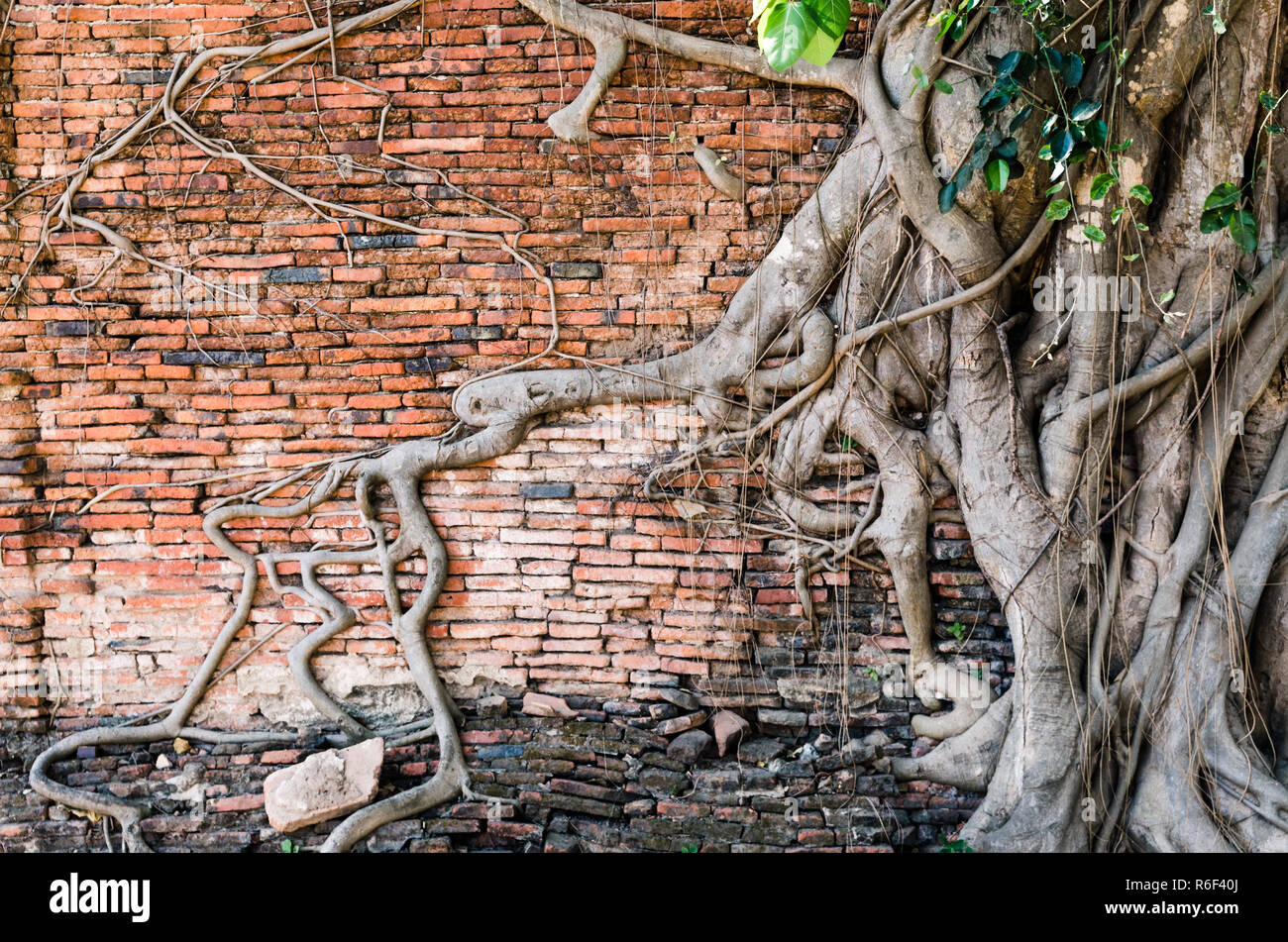 Tree roots taking over a brick wall, Wat Mahathat, Ayutthaya Historical ...