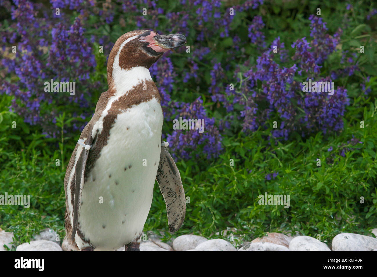 A penguin basking in the sunlight in from of nice foliage Stock Photo ...