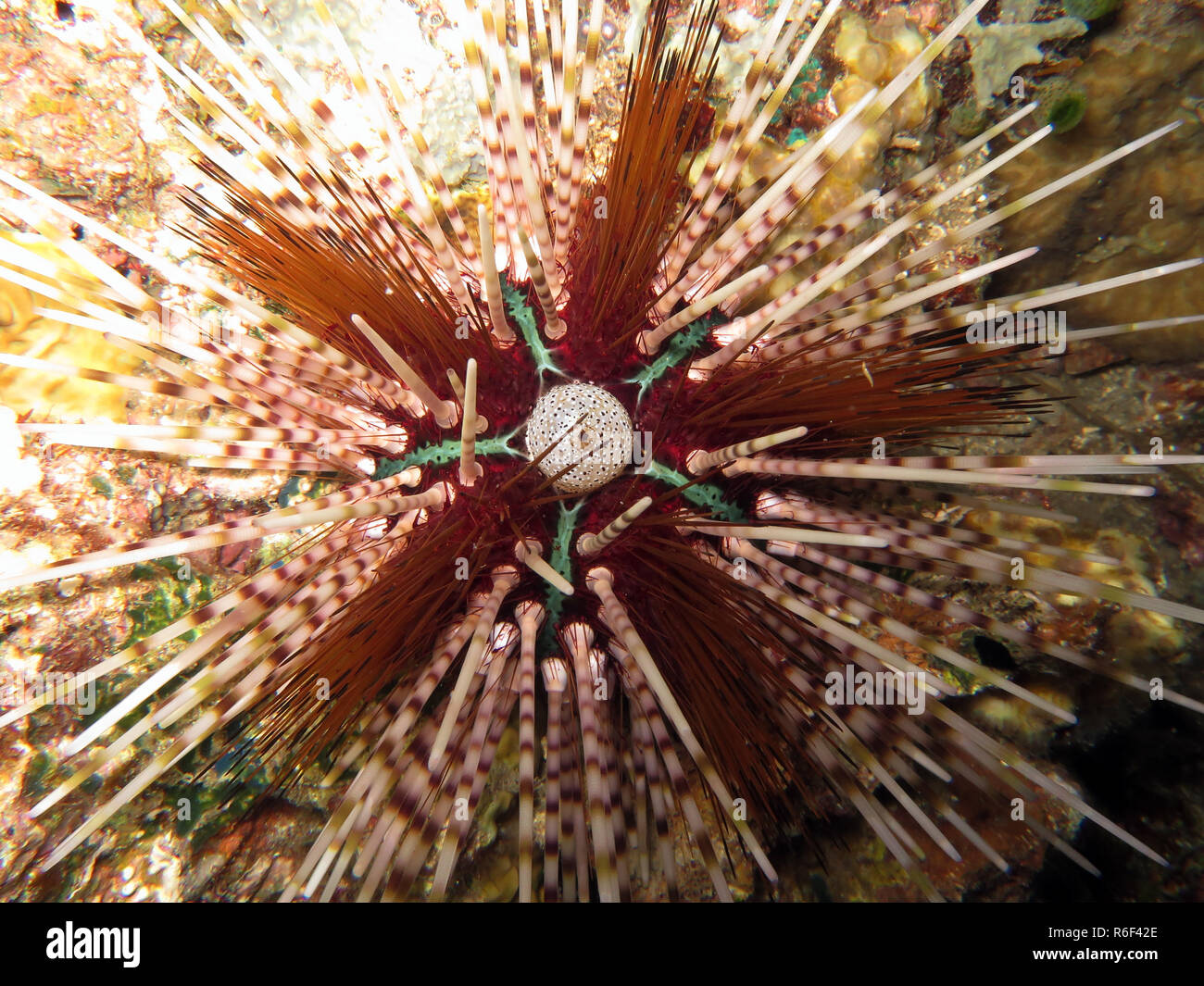 pencil tiara sea urchin echinothrix calamaris Stock Photo - Alamy