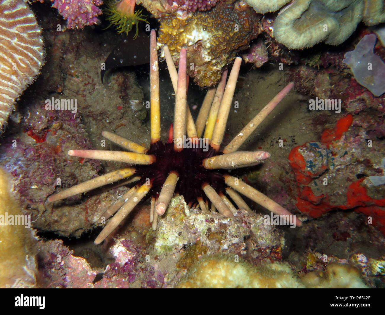 lance sea urchin phyllacanthus imperialis Stock Photo - Alamy