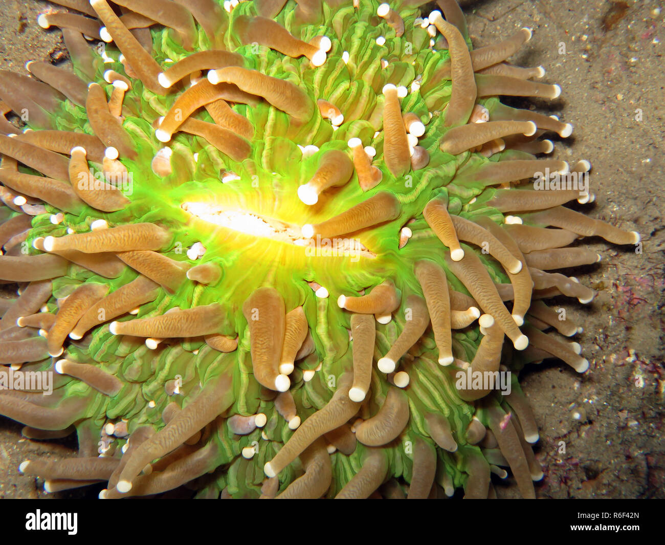 anemone mushroom coral,heliofungia actiniformis,synonym fungia ...