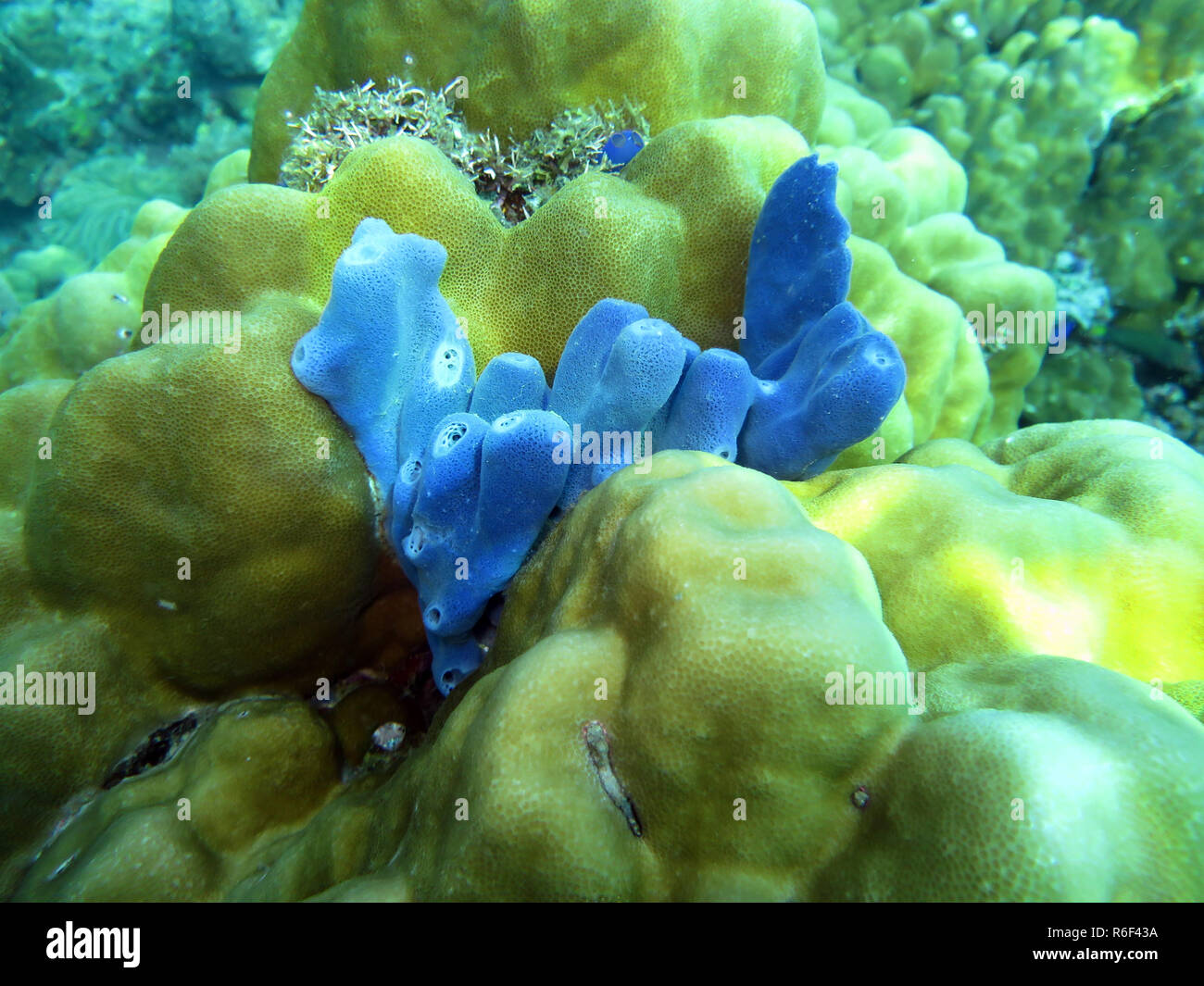 blue sponge haliclona spec Stock Photo - Alamy