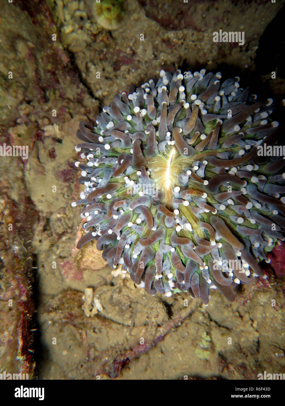 anemone mushroom coral (heliofungia actiniformis Stock Photo - Alamy