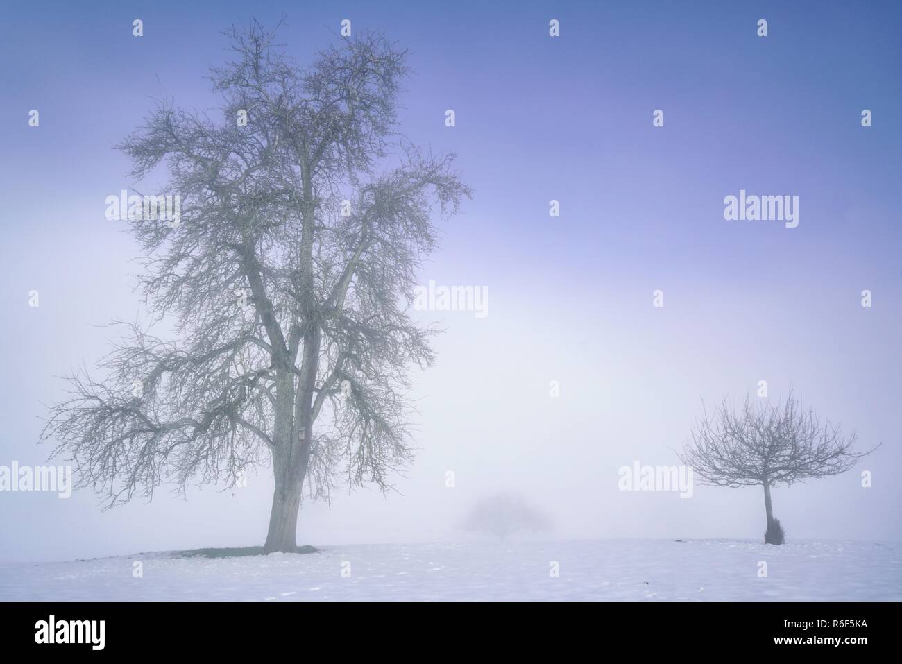 Duo tree hi-res stock photography and images - Alamy