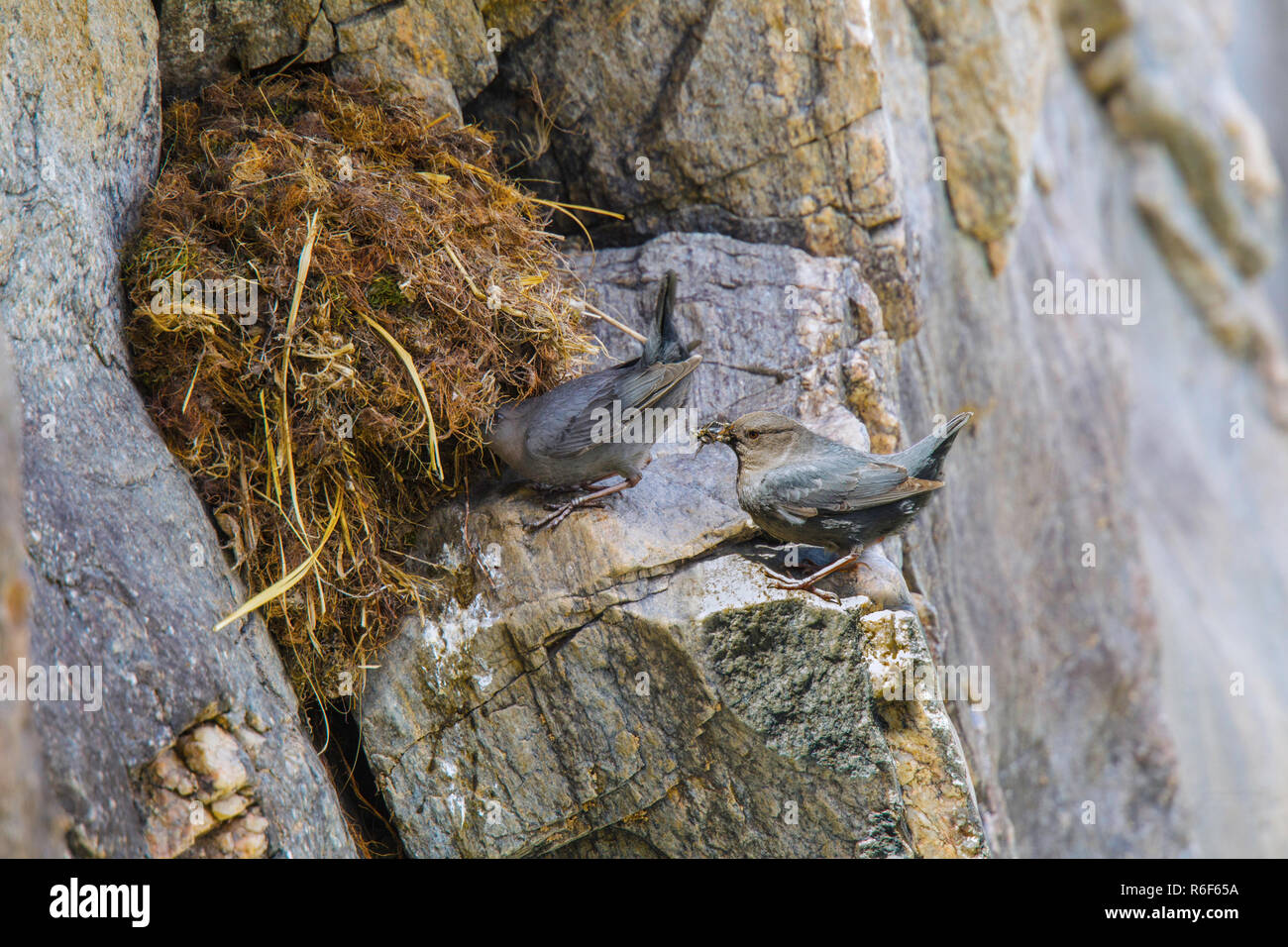 American dipper nest hi-res stock photography and images - Alamy