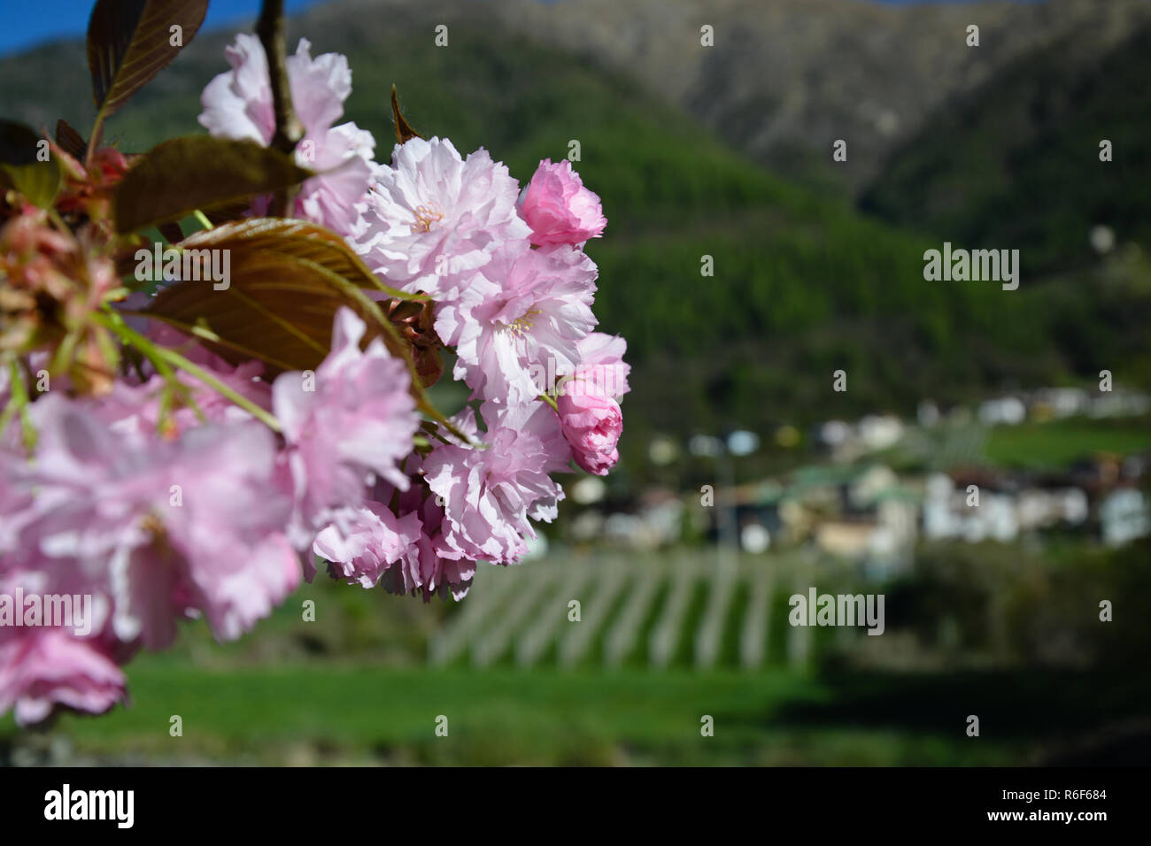 Caldes castle hi-res stock photography and images - Alamy