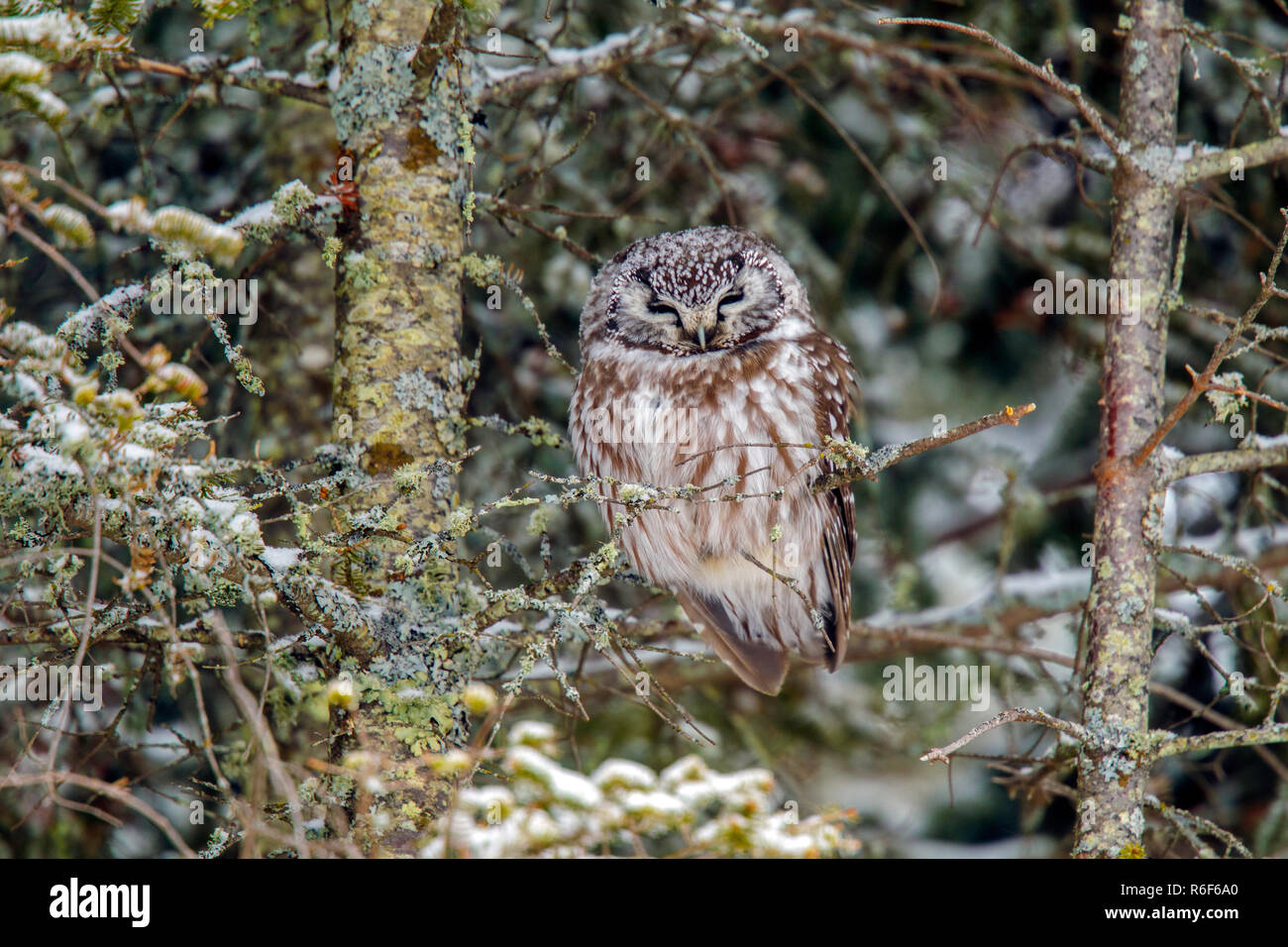 Boreal Owl Aegolius funereus St. Louis County, Minnesota, United States ...