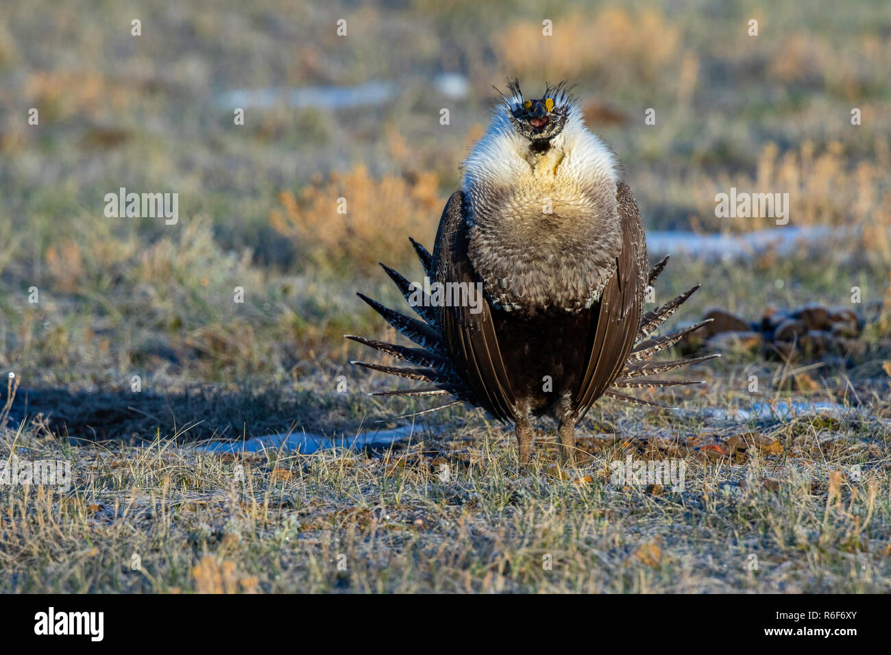 Greater Sage-Grouse Centrocercus urophasianus SE of Walden, Colorado ...