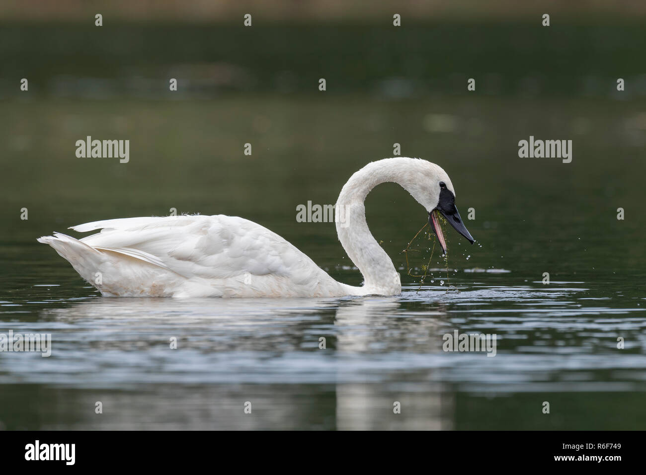 White swan eating aquatic plants hi-res stock photography and images ...