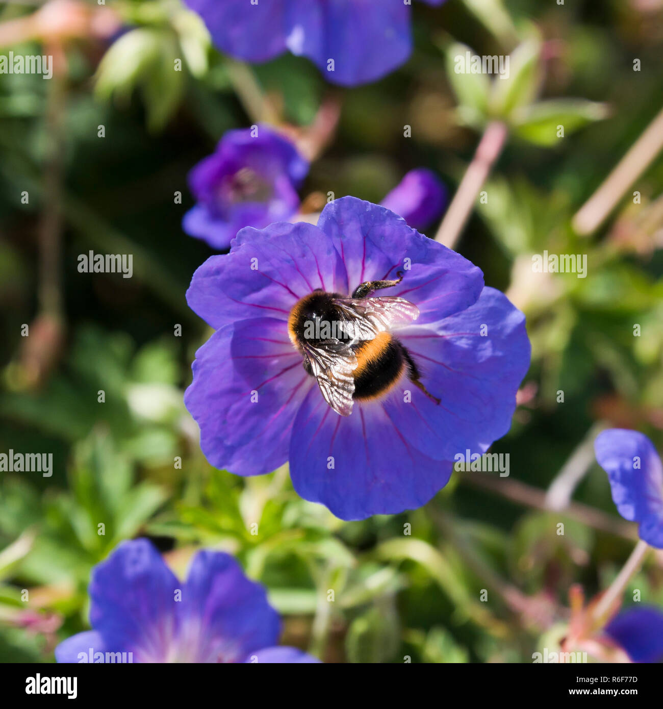 Fat bumble bee hi-res stock photography and images - Alamy