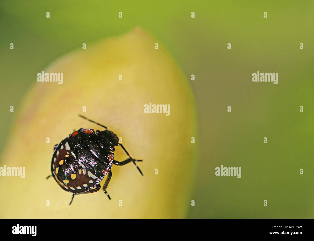 Nezara viridula larva hi-res stock photography and images - Alamy