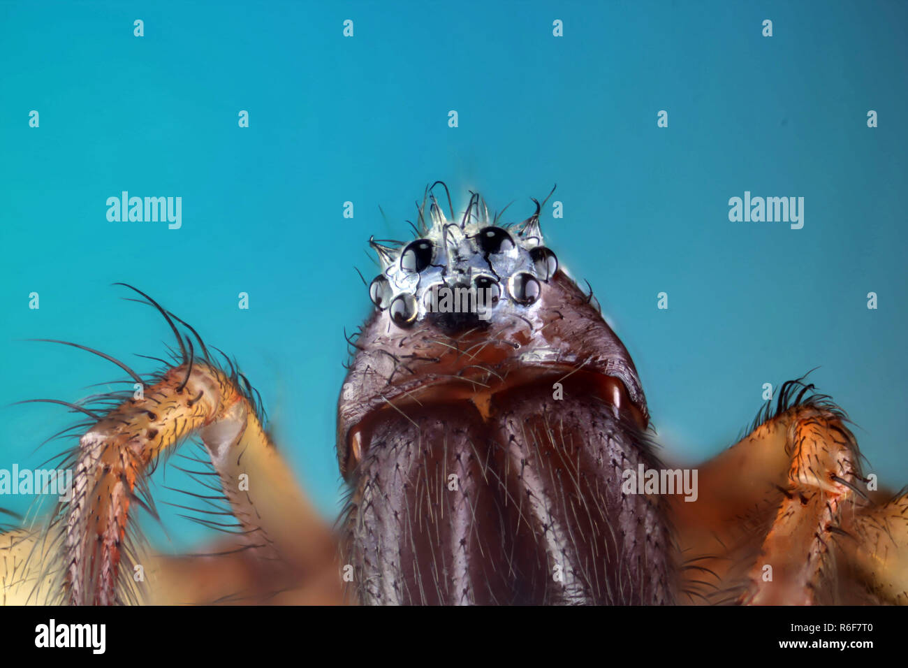 Detailed Spider Eyes Stock Photo - Alamy