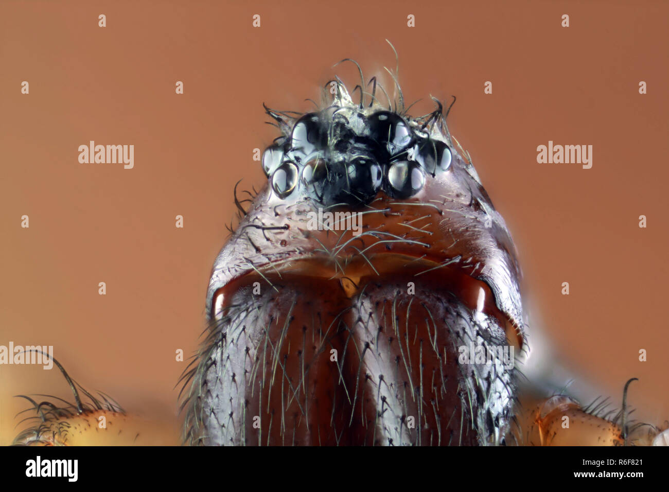 Detailed Spider Eyes Stock Photo - Alamy