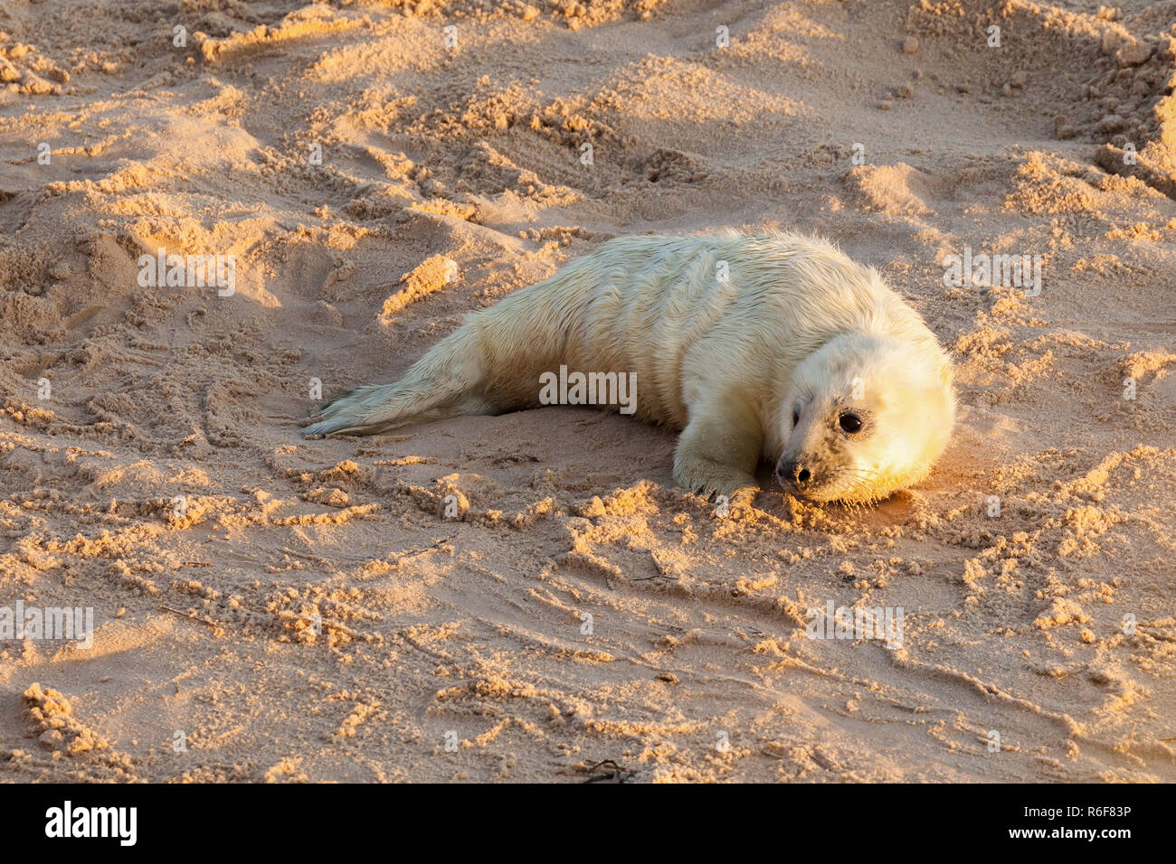 Seal pup alone on beach hi-res stock photography and images - Alamy