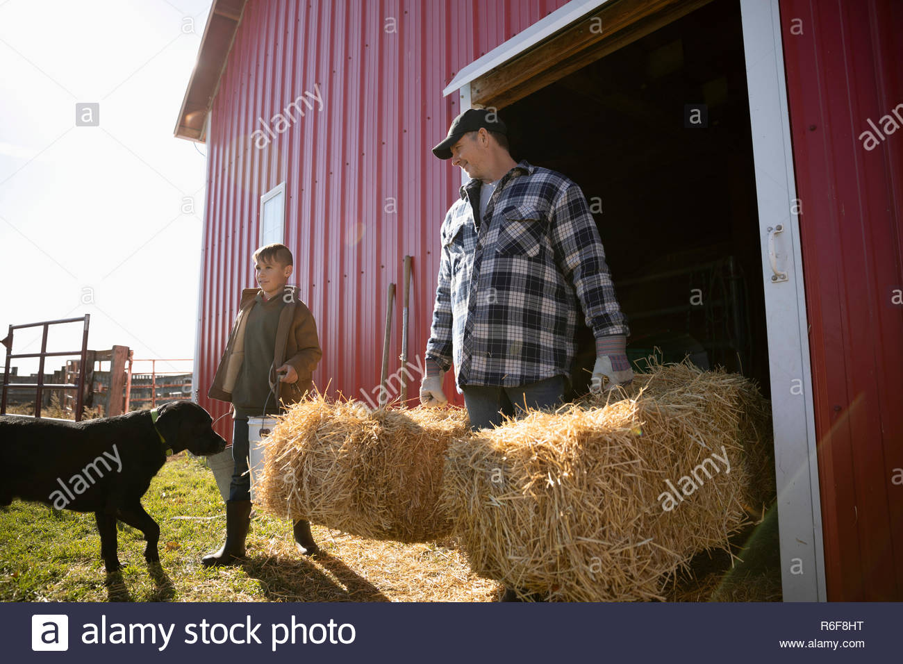 Man carrying hay hi-res stock photography and images - Alamy