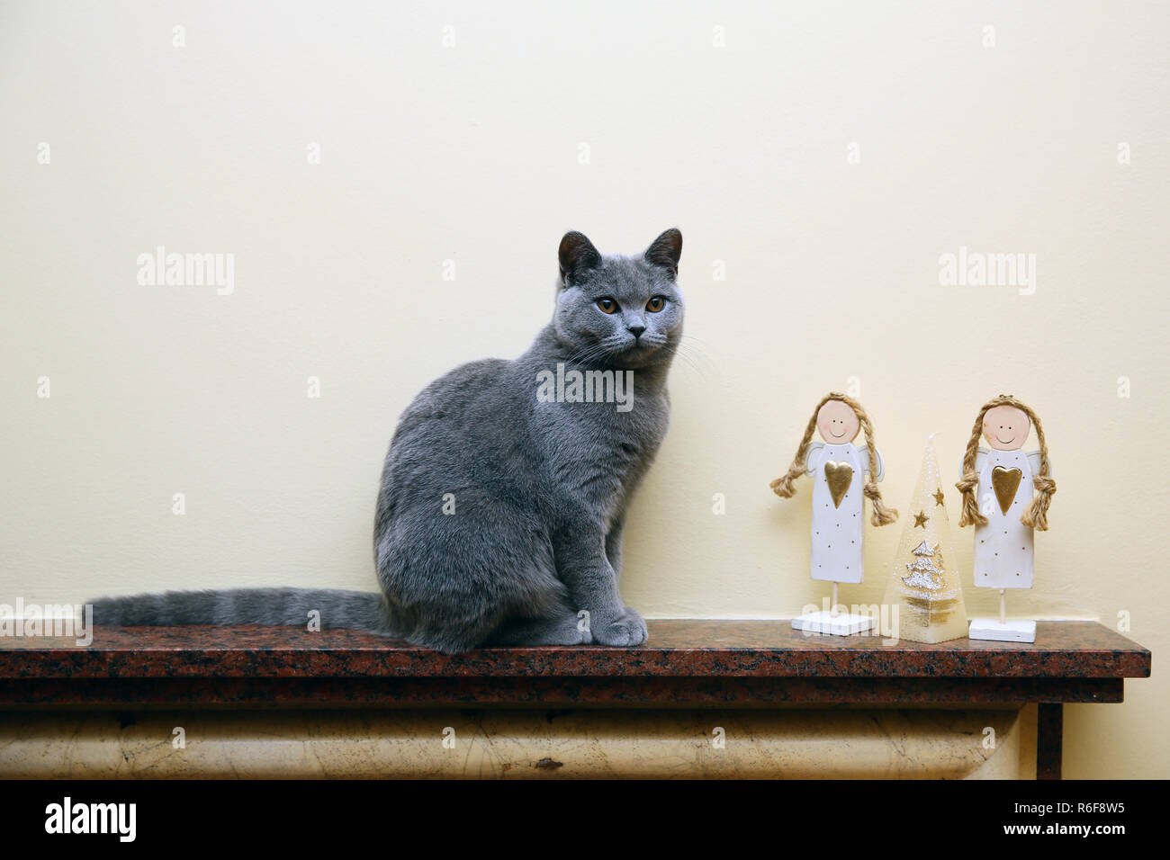 A very cheerful and intelligent British cat Stock Photo - Alamy