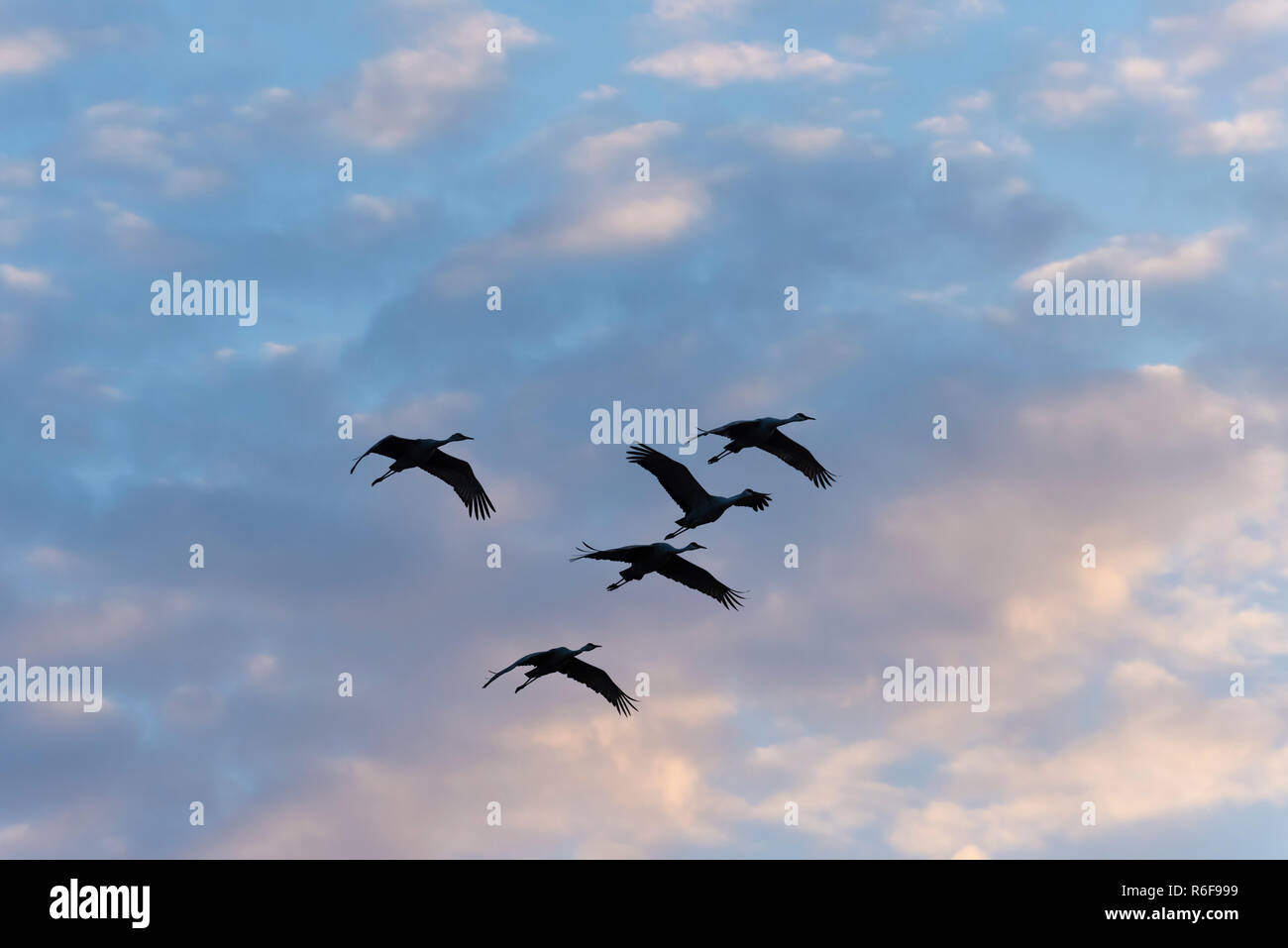 Flock of cranes hi-res stock photography and images - Alamy