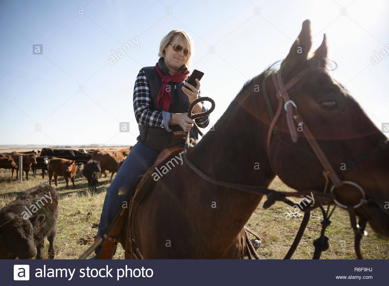 Smart cow hi-res stock photography and images - Alamy