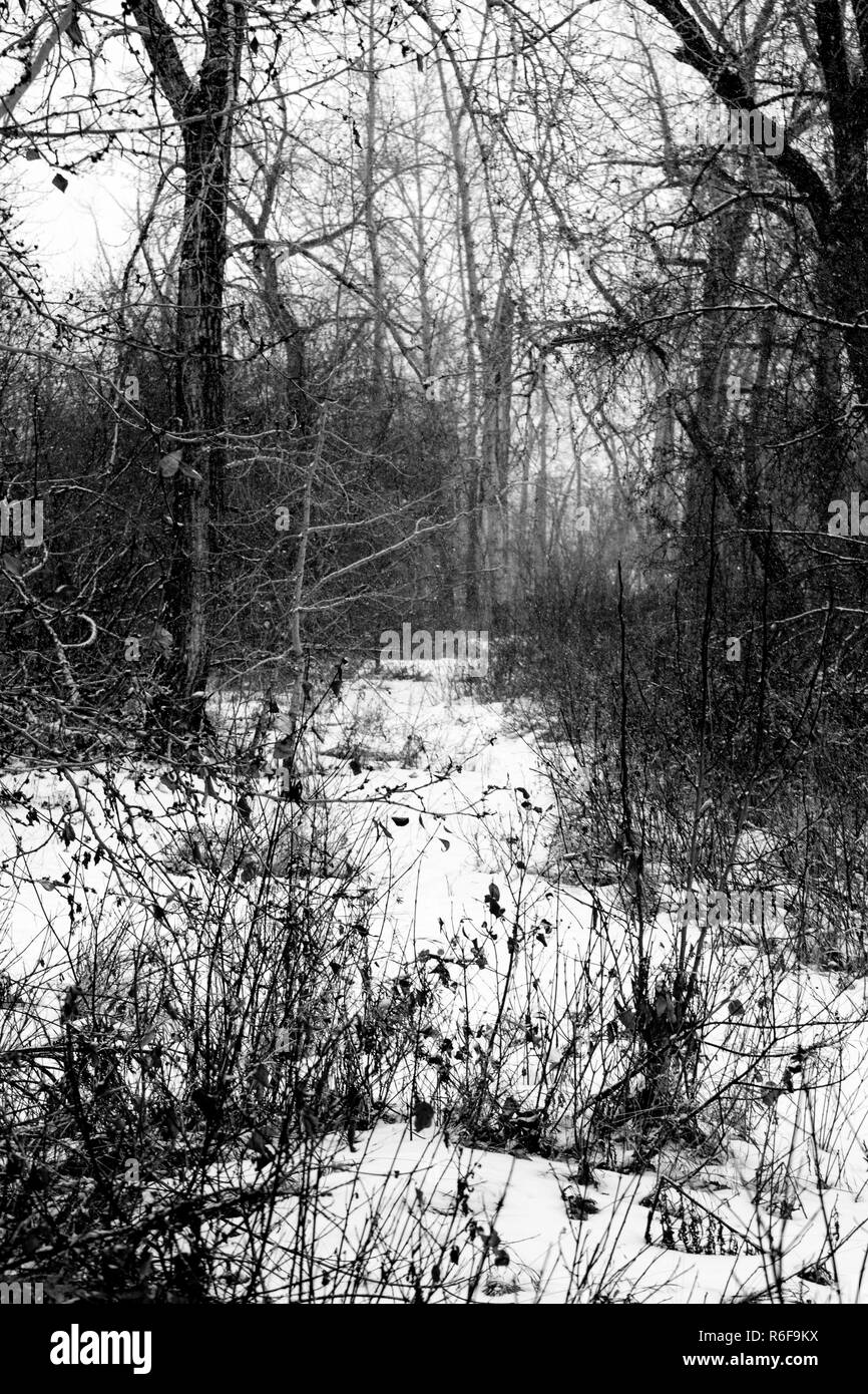 winter scenes from downtown Calgary Stock Photo - Alamy