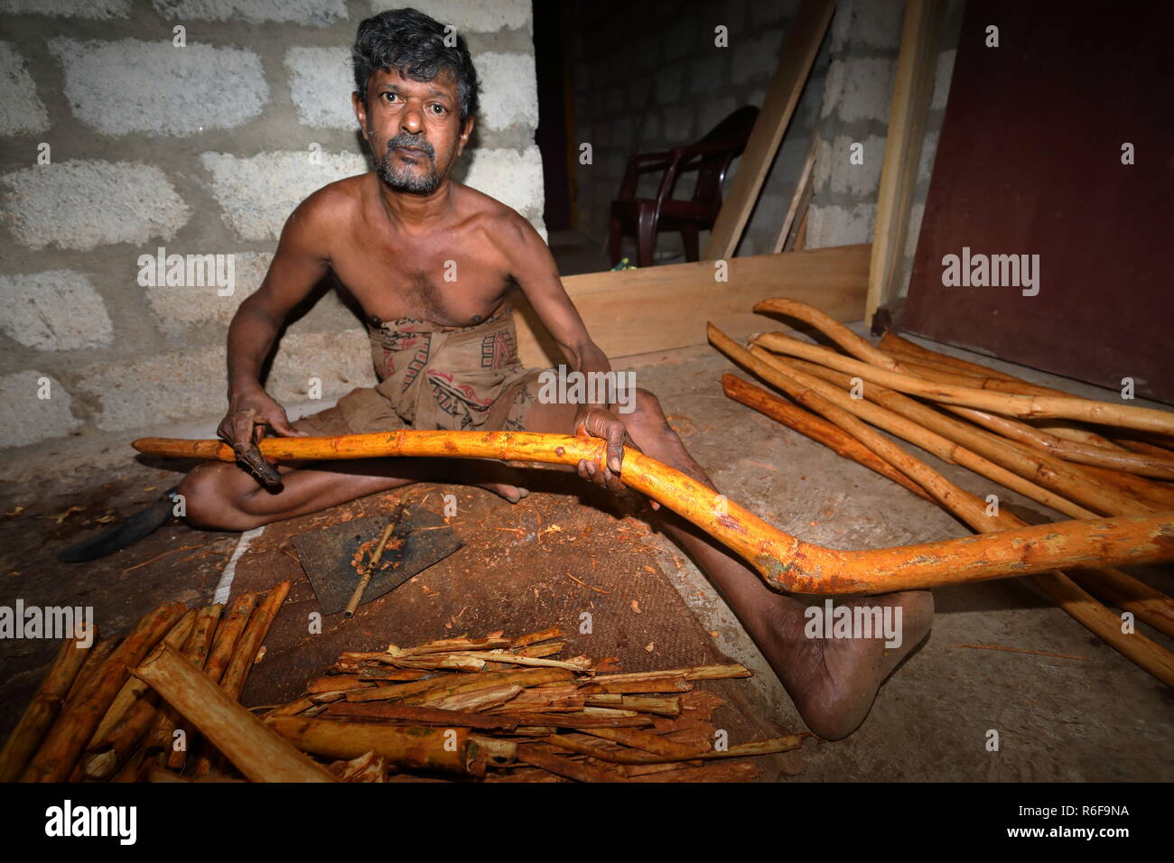cinnamon production in sri lanka Stock Photo - Alamy