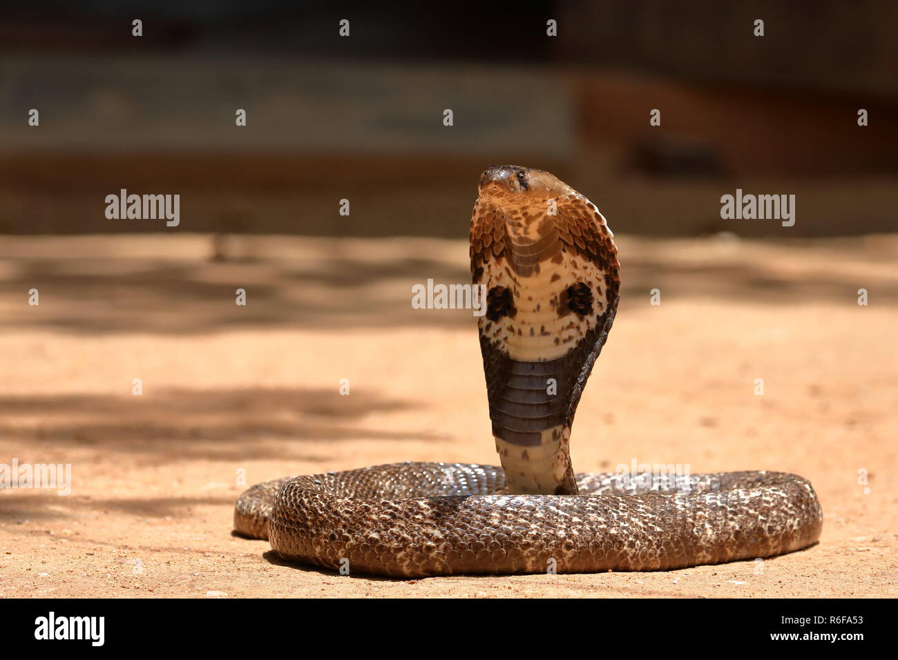 Spectacles cobra hi-res stock photography and images - Alamy