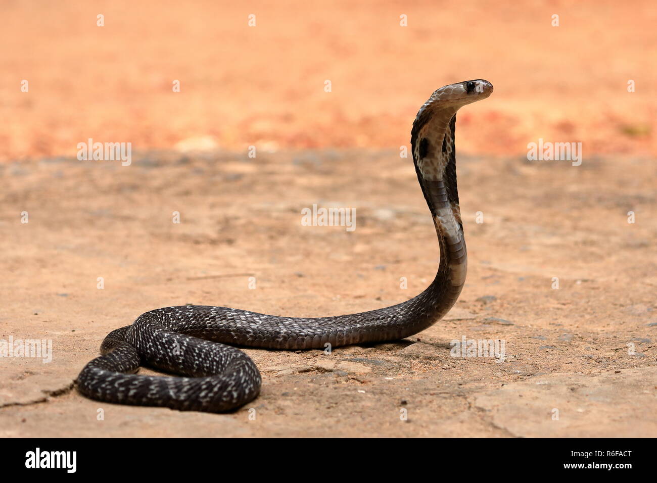 south asian cobra or spectacles in sri lanka Stock Photo - Alamy