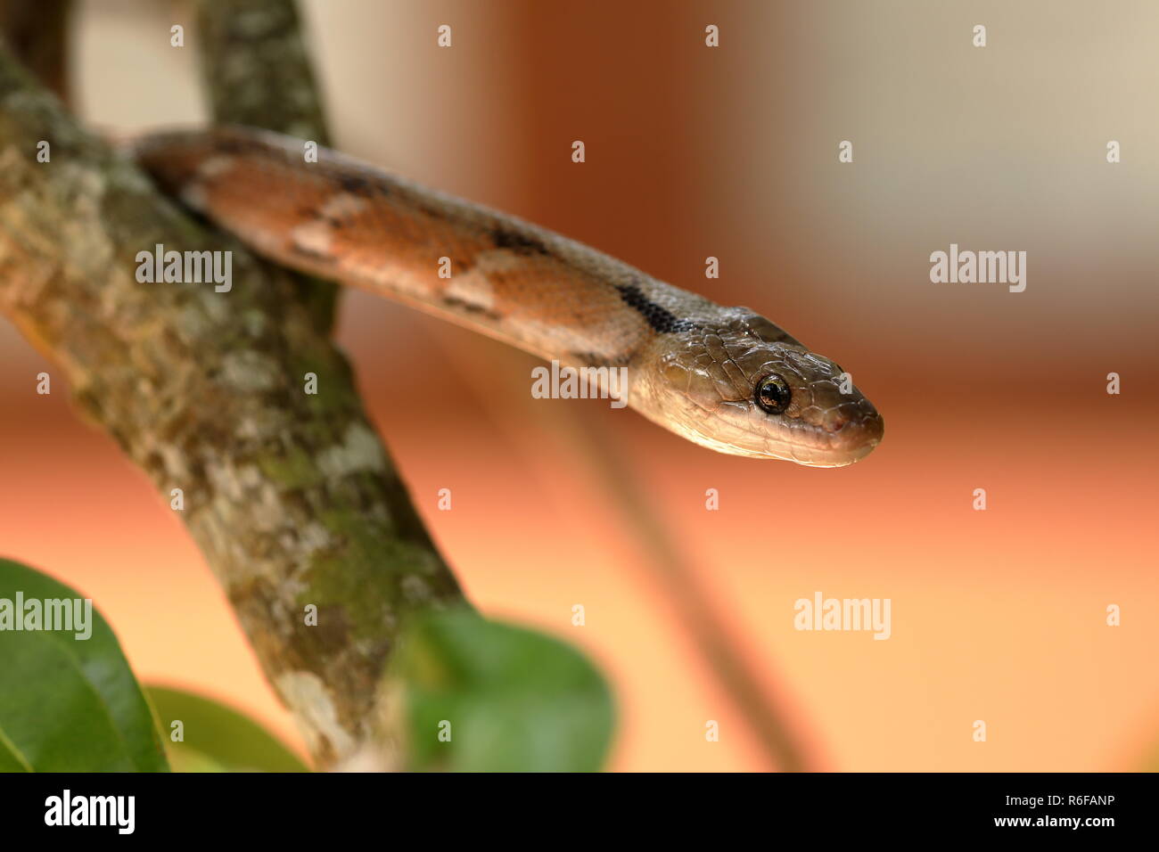 Snakes of sri lanka hi-res stock photography and images - Alamy