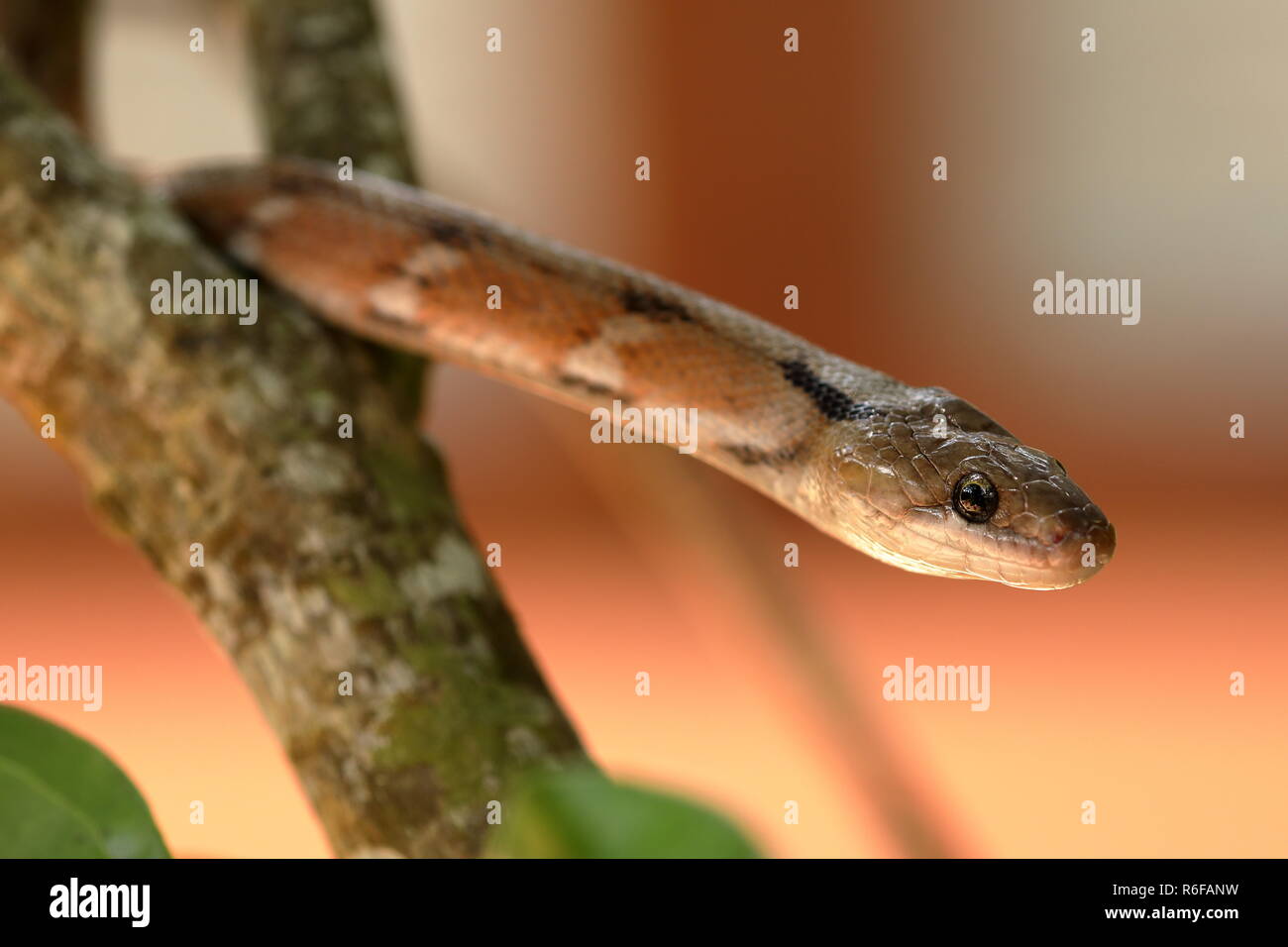 Snakes of sri lanka hi-res stock photography and images - Alamy