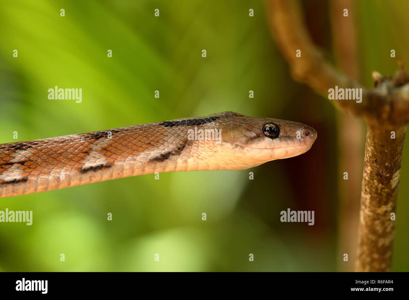 indian jewelry snake in sri lanka Stock Photo - Alamy