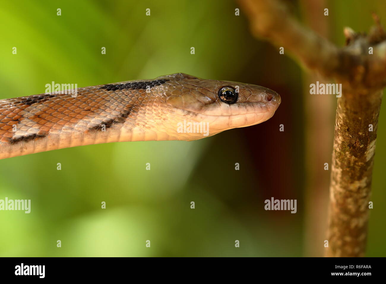 indian jewelry snake in sri lanka Stock Photo - Alamy