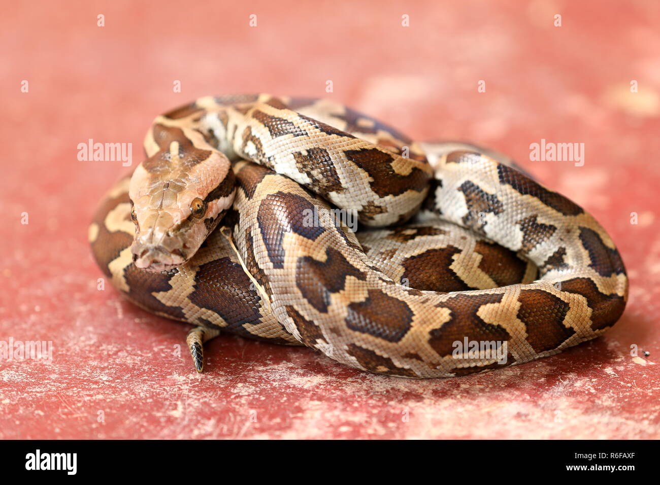 Tigerpython High Resolution Stock Photography and Images - Alamy