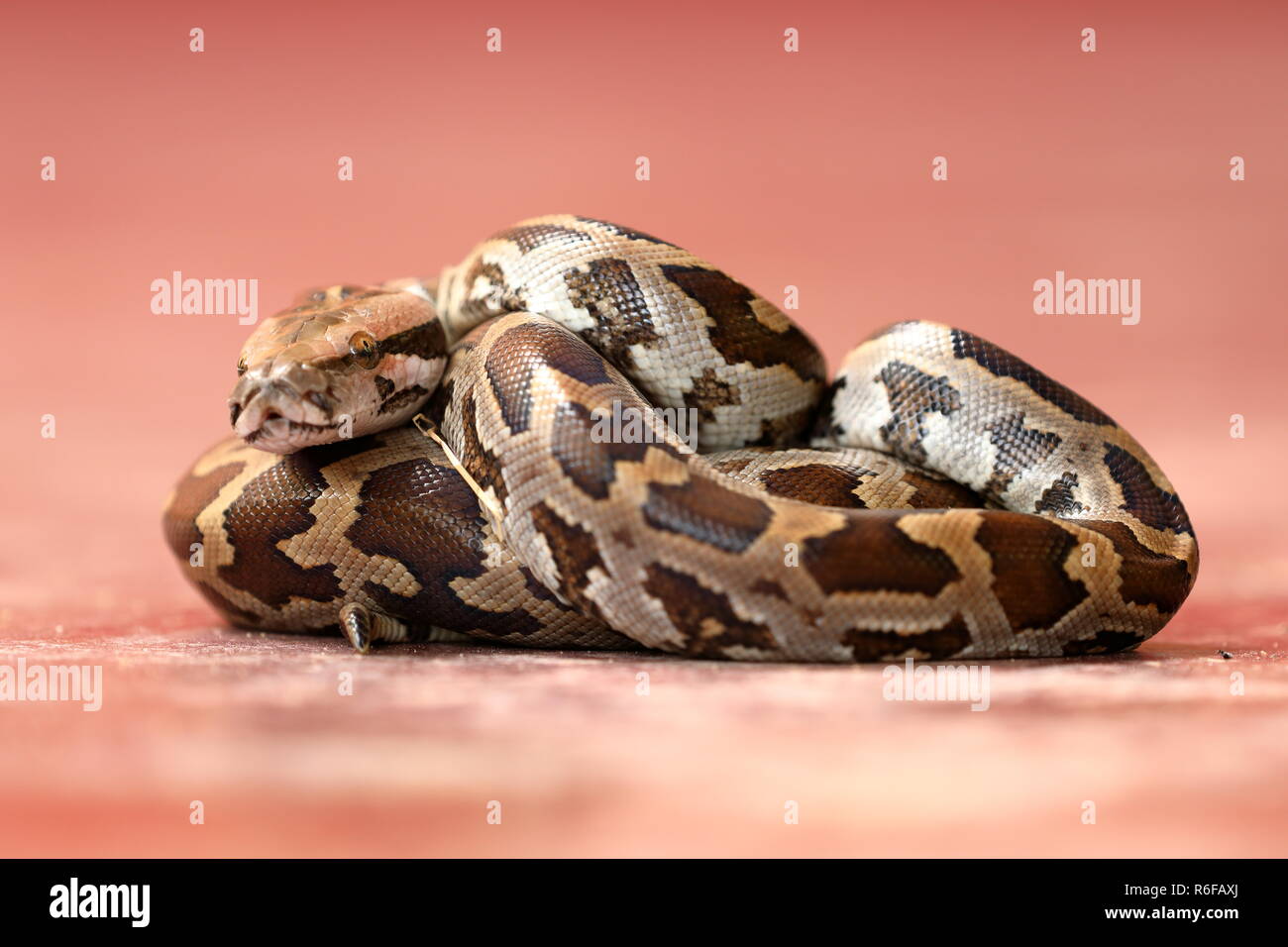 baby tiger python in sri lanka Stock Photo - Alamy