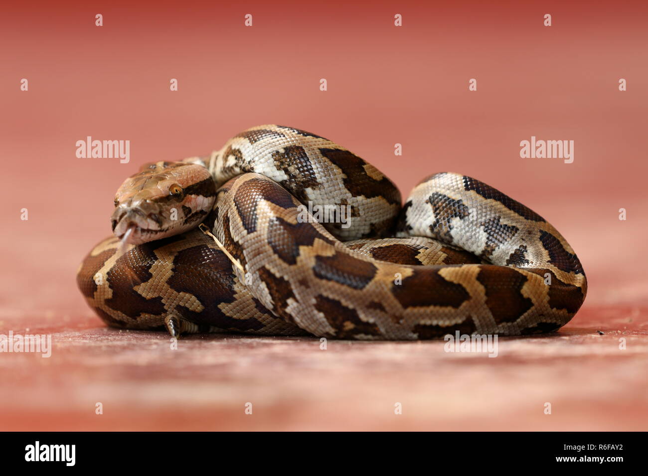 Tigerpython hi-res stock photography and images - Alamy