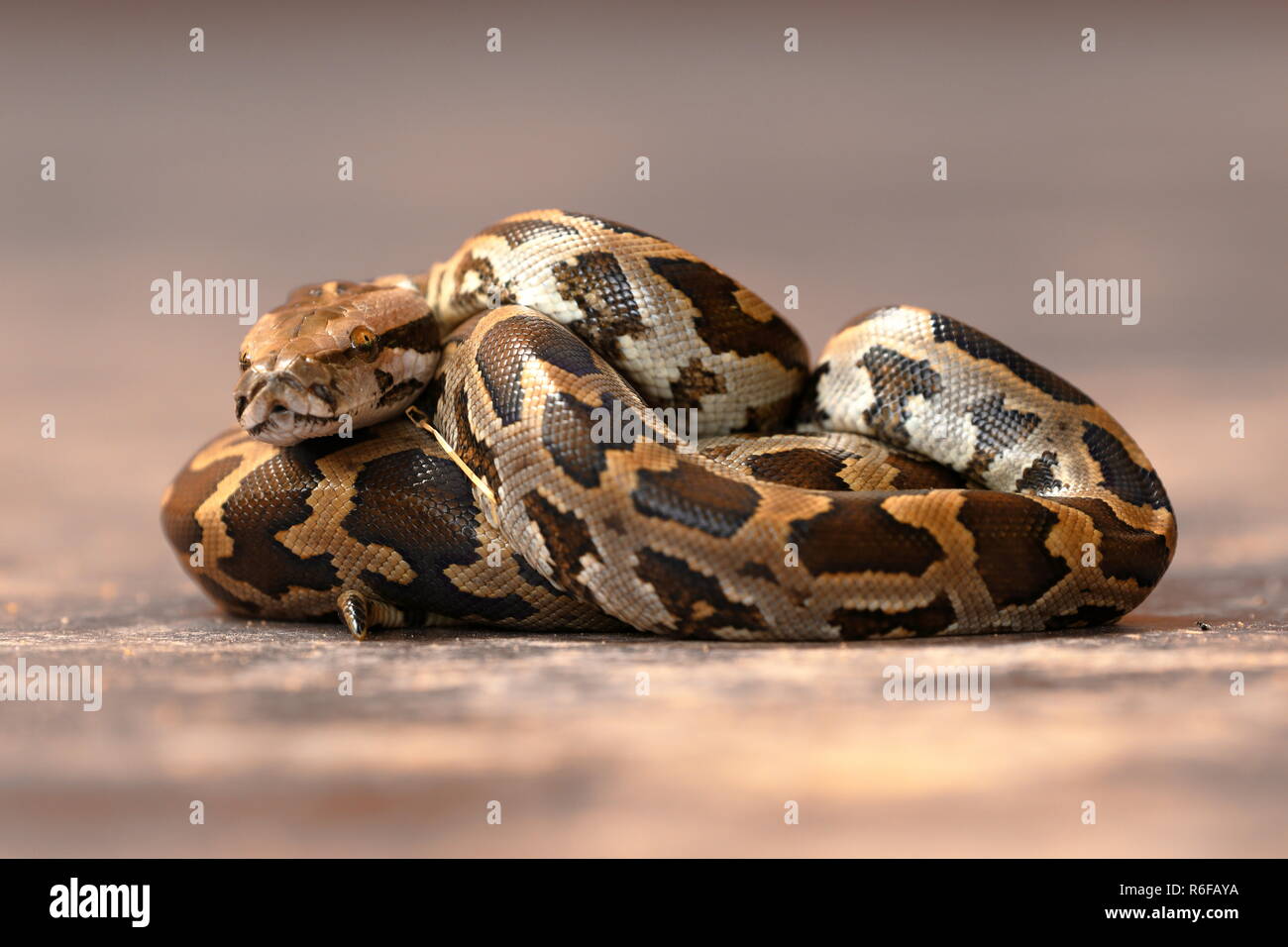 Python Molurus India High Resolution Stock Photography and Images - Alamy