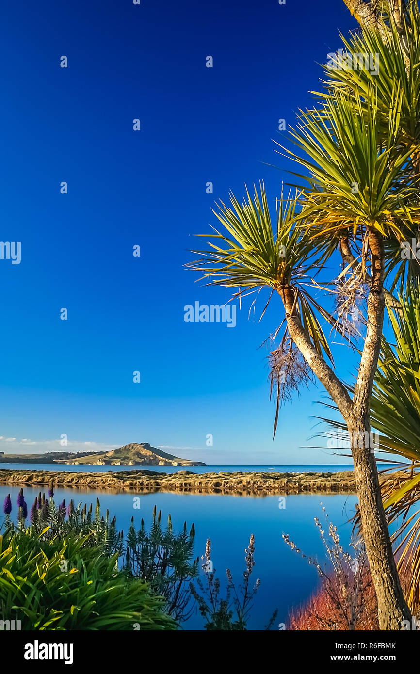 Cabbage tree growing above the beach Stock Photo - Alamy