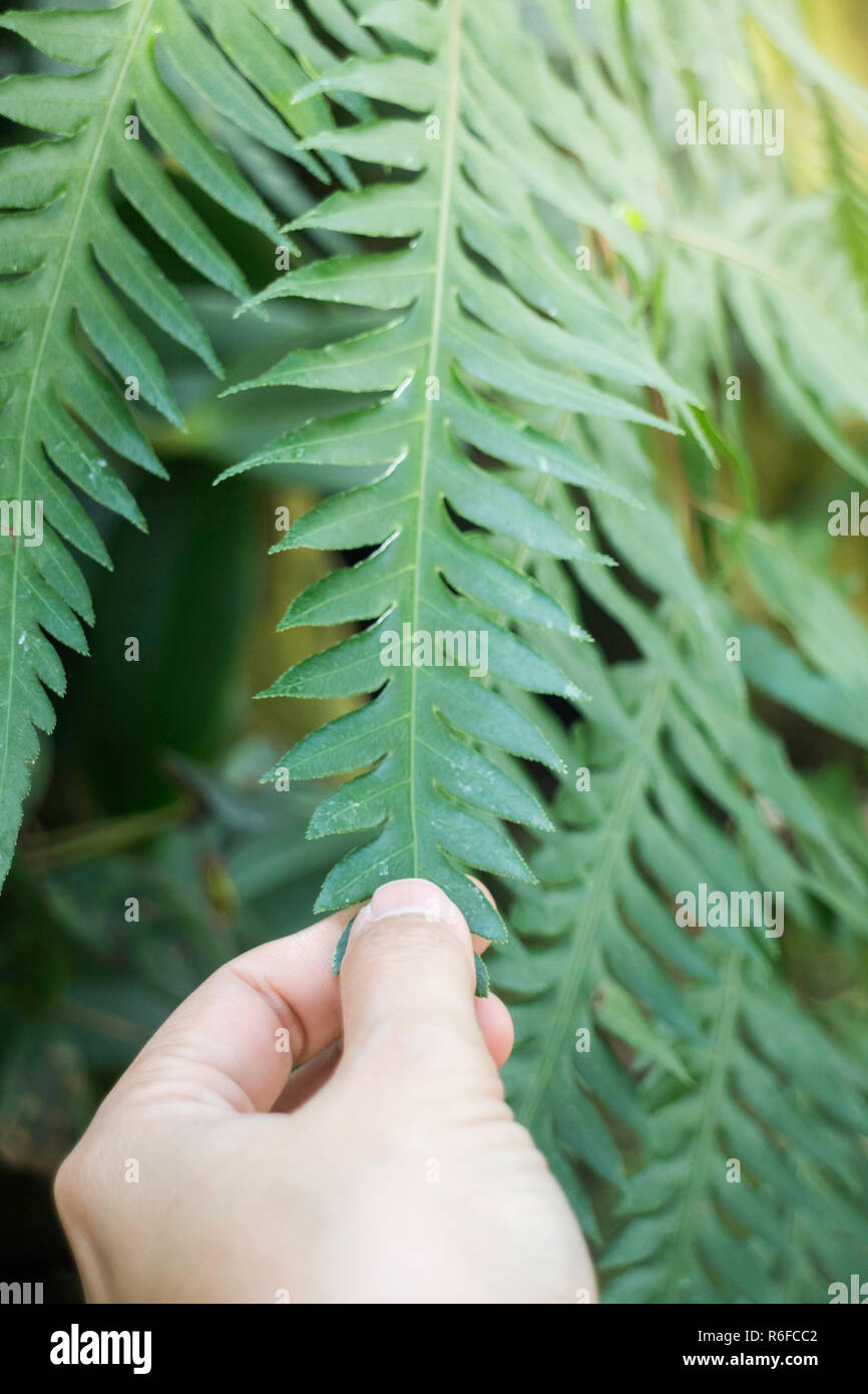 Hand touching fern hi-res stock photography and images - Alamy