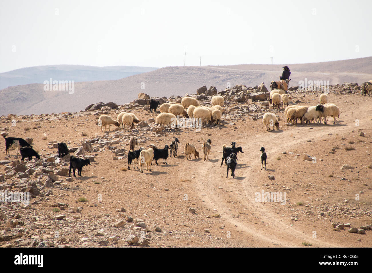 Bedouin herdsman, Jordan Stock Photo - Alamy