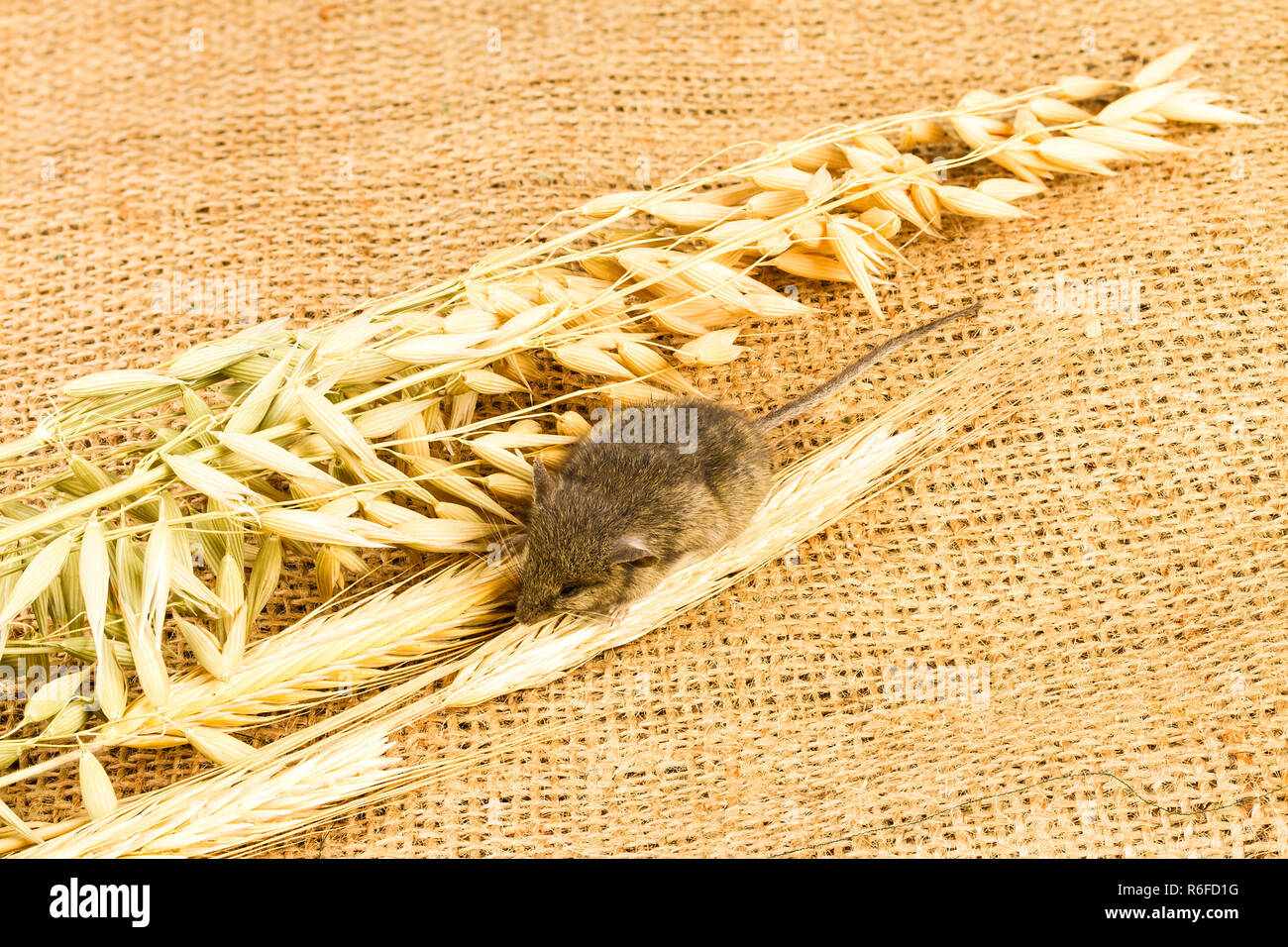 Mice cereal hi-res stock photography and images - Alamy
